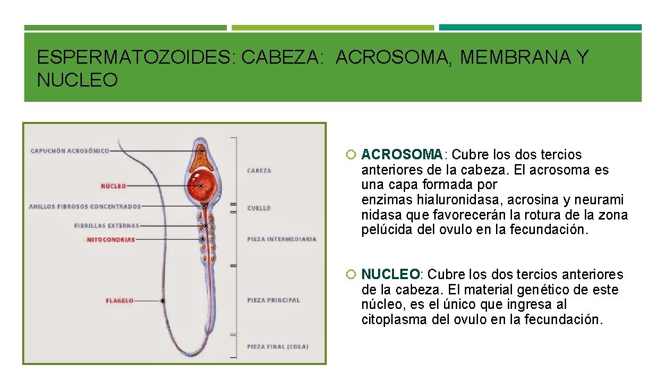 FECUNDACIN Caractersticas de las gametas femeninas y masculinas