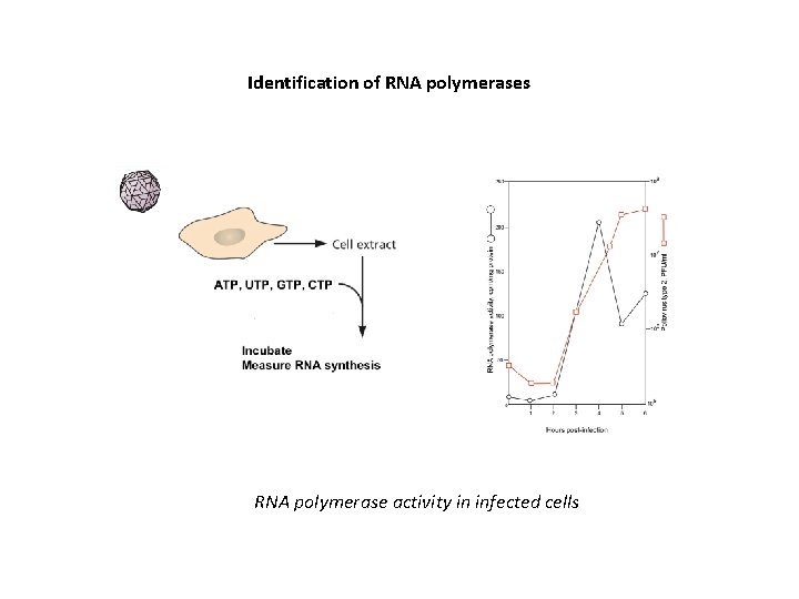 Lecture 6 RNA directed RNA synthesis Some RNA