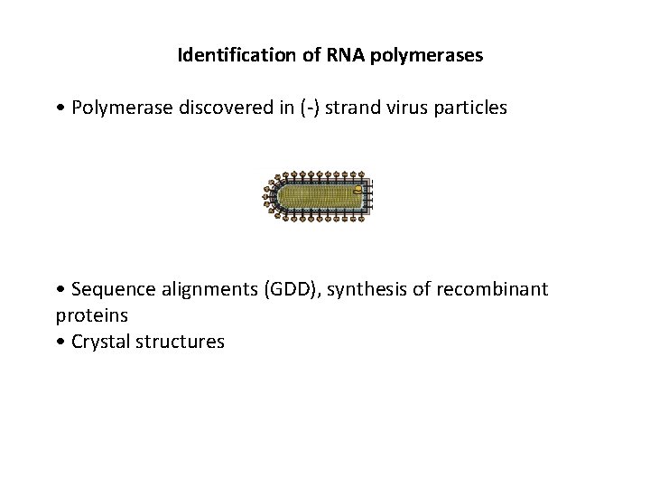 Lecture 6 RNA directed RNA synthesis Some RNA