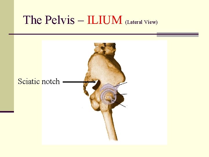 THE HIP JOINT e Skeletons com Skeletal System
