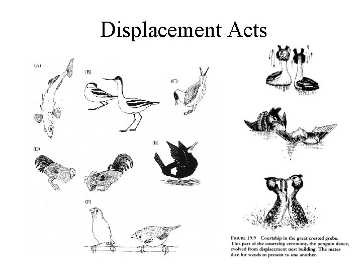 Signal Evolution Process Sender preadaptations Visual Intention movements