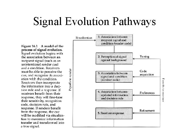 Signal Evolution Process Sender preadaptations Visual Intention movements