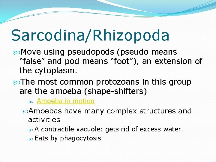 Kingdom Protista and the Protozoa Advanced Life Science