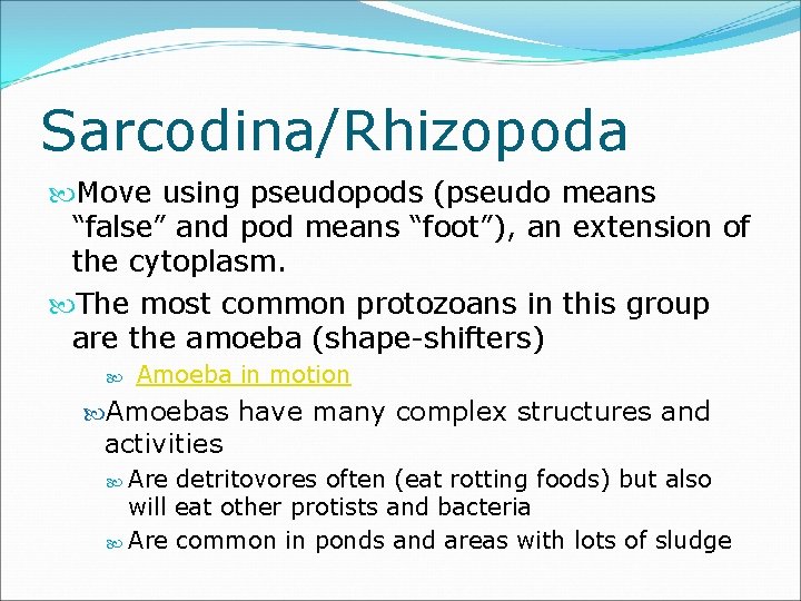 Kingdom Protista and the Protozoa Advanced Life Science