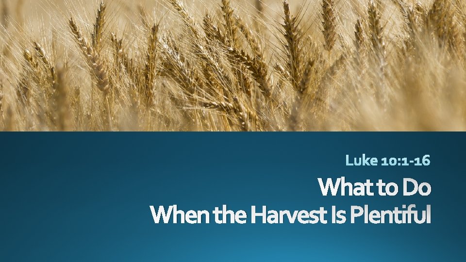 What to Do When the Harvest Is Plentiful