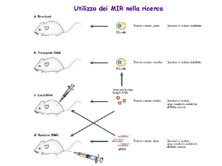 Premio NOBEL 2006 RNA interference Fire e Mello