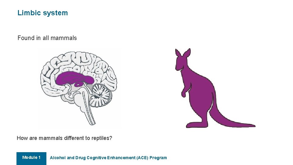 Module 1 Introduction and brain basics Alcohol and