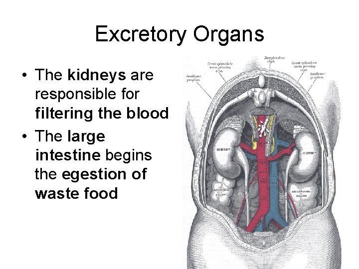 The Excretory System What Does Excretion Mean Excretion
