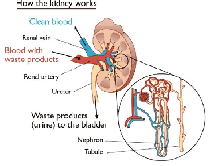 The Excretory System What Does Excretion Mean Excretion