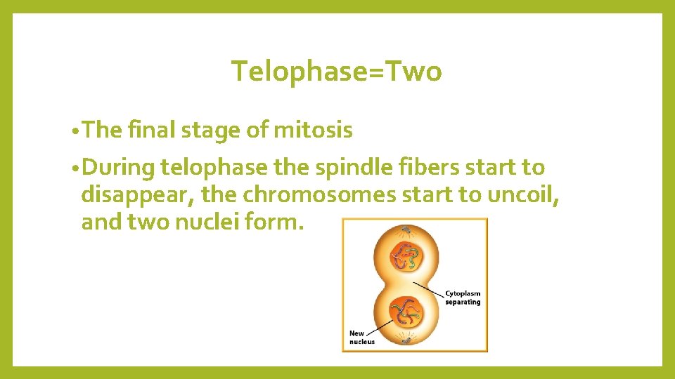 CELL CYCLE Mitosis Cell Cycle Think about how