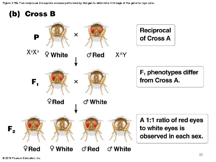 3 Cell Division and Chromosome Heredity Lectures by