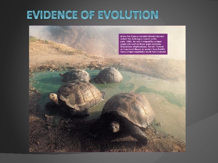 EVIDENCE OF EVOLUTION Convergent Evolution In convergent evolution