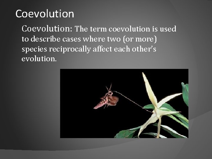 EVIDENCE OF EVOLUTION Convergent Evolution In convergent evolution