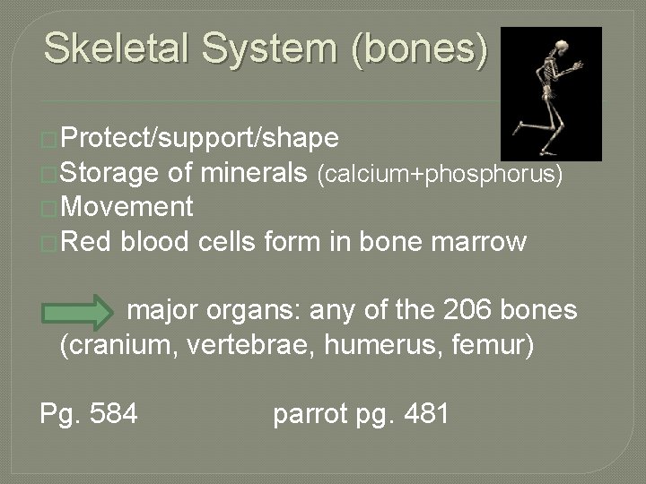 Skeletal System bones Protectsupportshape Storage of minerals ...