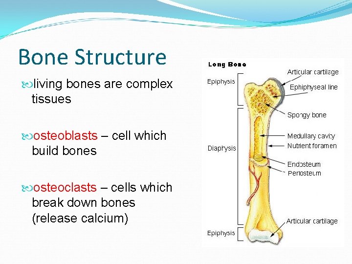 Metabolism Regulation Metabolism What is a healthy metabolism