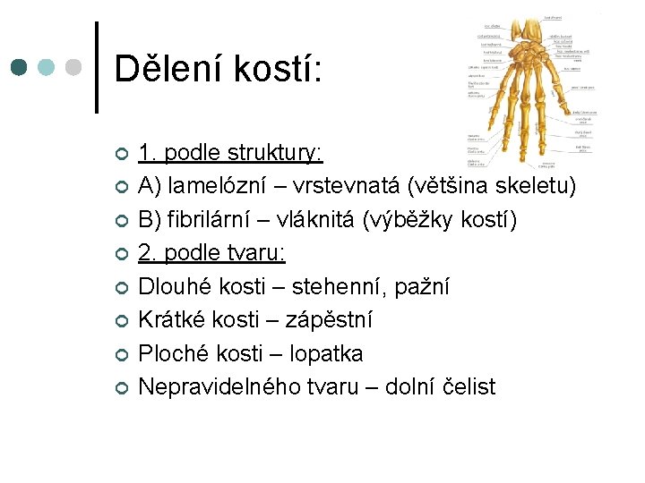 Obecn stavba kosti Rst a pevnost kost Kostn