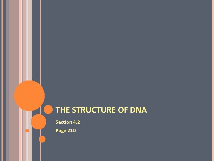THE STRUCTURE OF DNA Section 4 2 Page