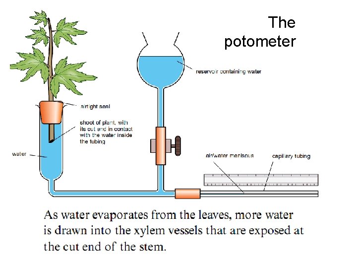 Transport in Plants Title Transport in Plants Lesson