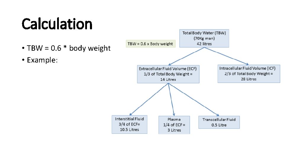Fluid and Electrolytes By Rand AlShayeb Total body