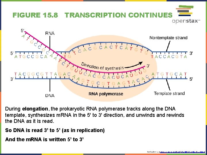 BIOLOGY Chapter 15 GENES AND PROTEINS Power Point