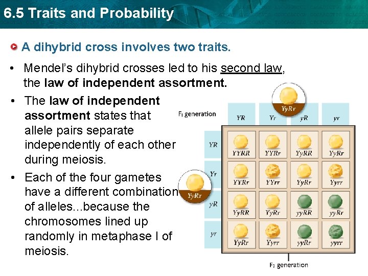 6 5 Traits and Probability KEY CONCEPT The