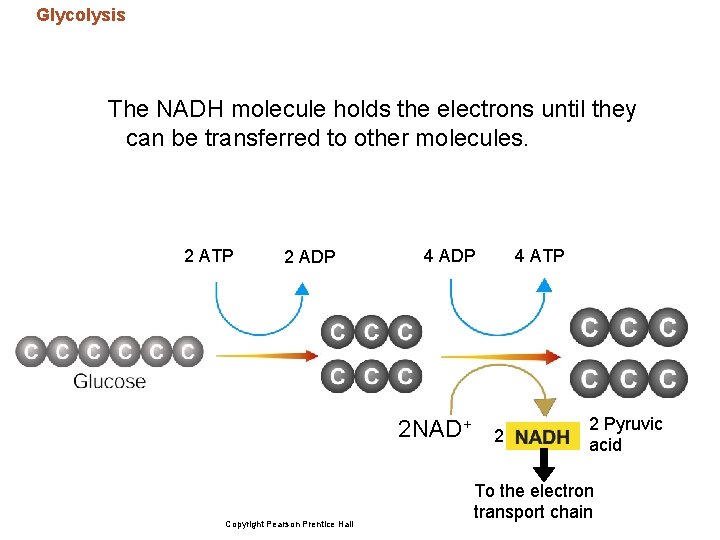 Cellular Respiration and Fermentation Cells break down glucose