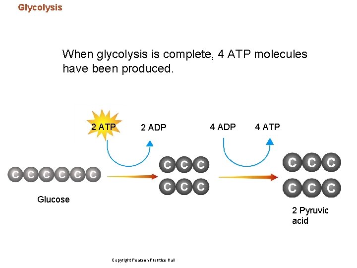Cellular Respiration and Fermentation Cells break down glucose