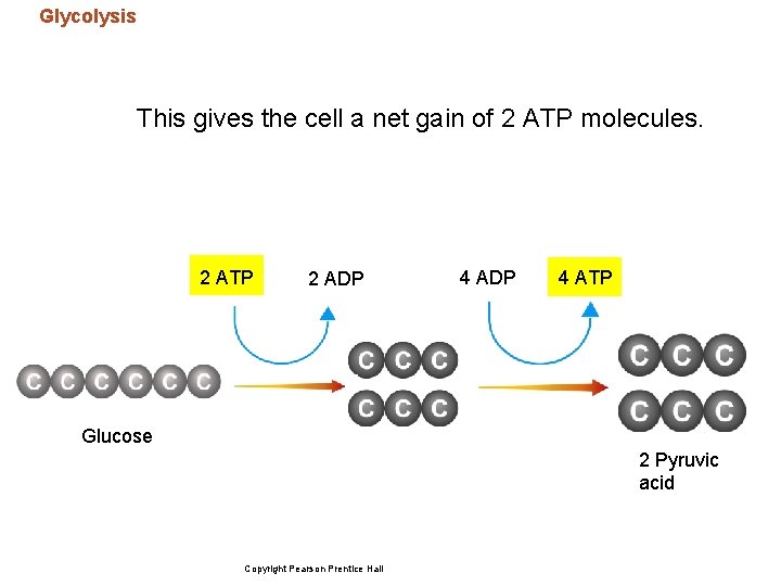Cellular Respiration and Fermentation Cells break down glucose
