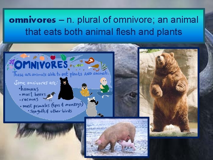 Chapter 5 Lesson 2 Interactions Among Living Things