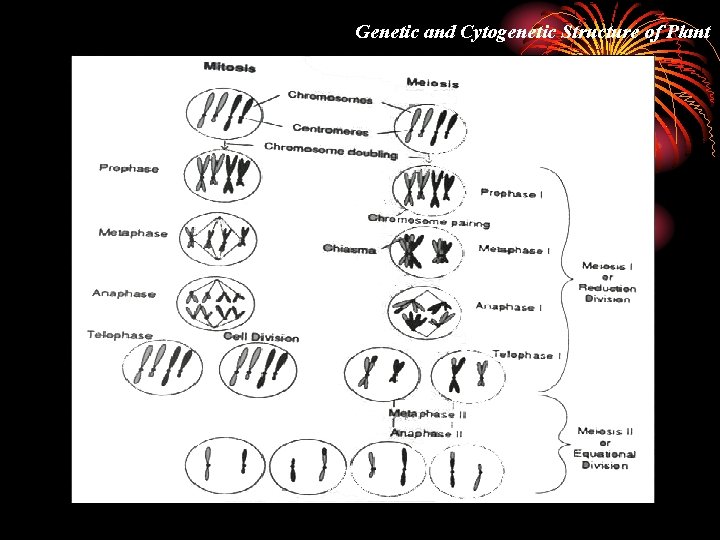 Plant Breeding Chapter 3 Genetic and Cytogenetic Structure