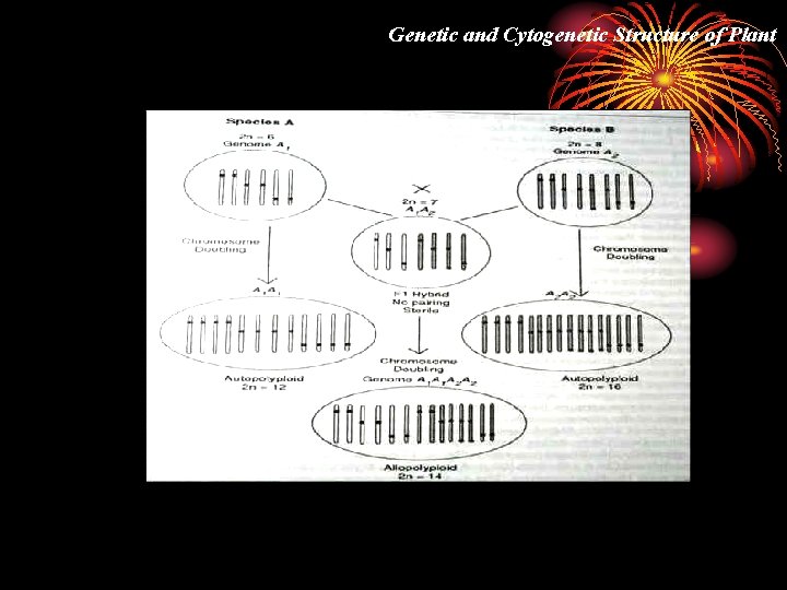 Plant Breeding Chapter 3 Genetic and Cytogenetic Structure