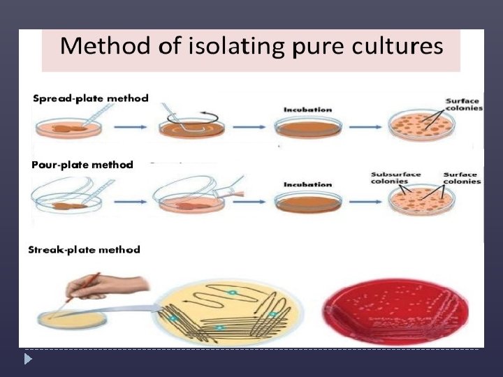 Culture Media BY Prof Dr Ghada Fahmy Helaly