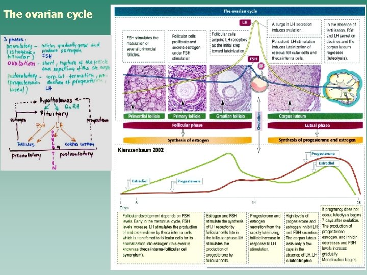 Lecture 5 ESS3 rd semester MICROSCOPIC STRUCTURE OF