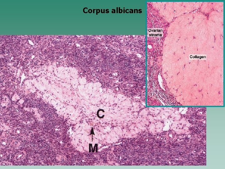 Lecture 5 ESS3 rd semester MICROSCOPIC STRUCTURE OF