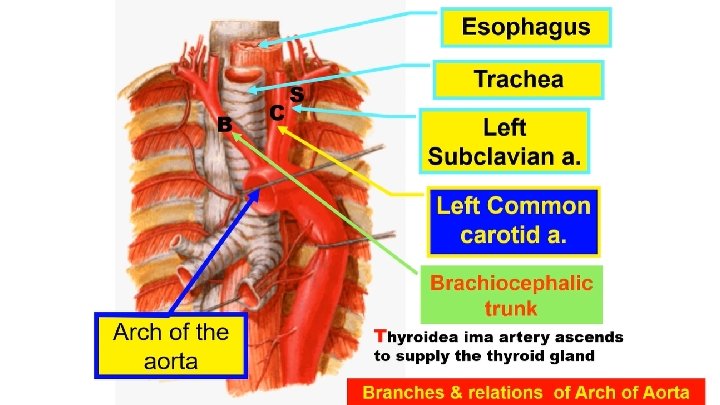 Ascending aorta Arch of aorta Arch of the