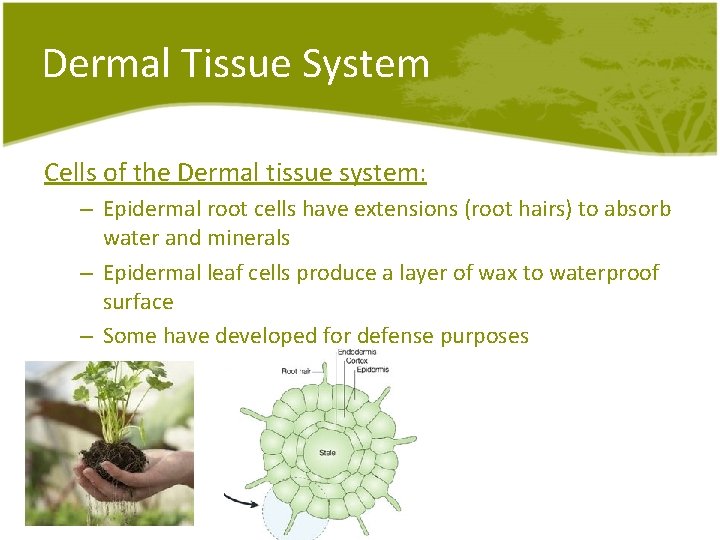Plant Systems Part II Plant Tissues A tissue