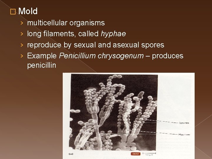 Welcome to microbial world Man microbe and environment