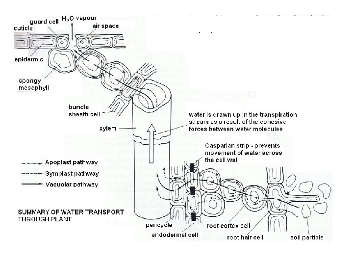 TRANSPORT IN PLANT CELLS Plant transport systems are