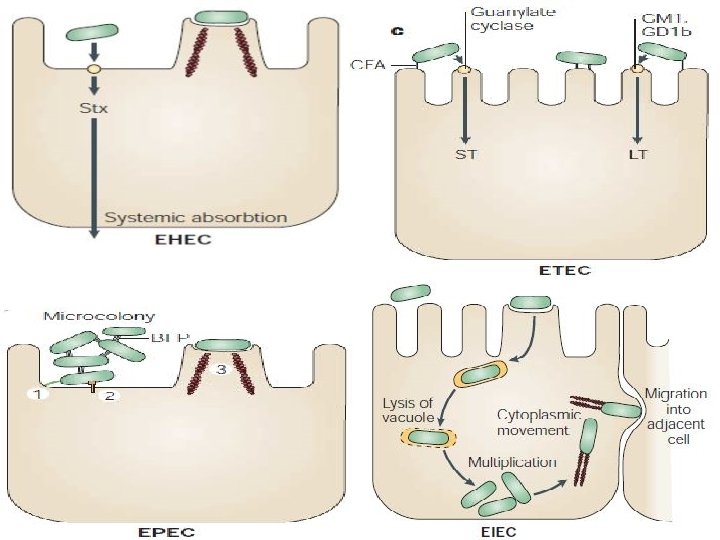 UNIT 4 Escherichia coli Introduction Escherichia coli is