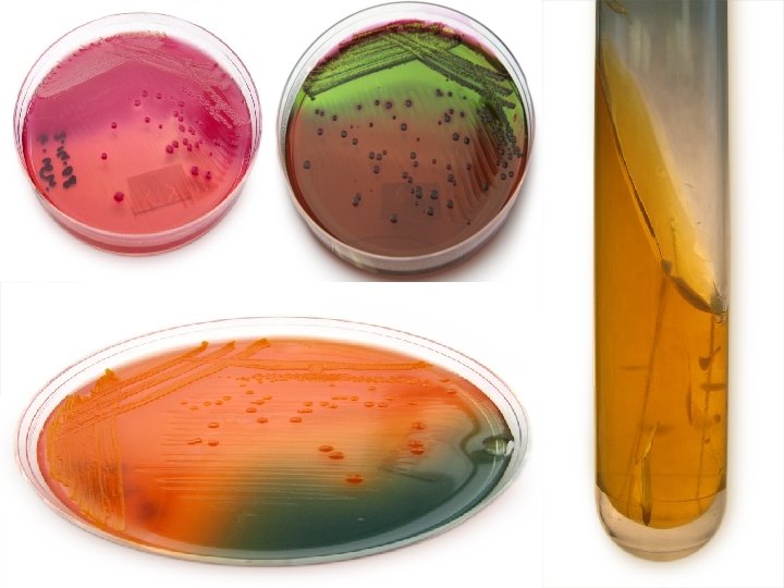UNIT 4 Escherichia coli Introduction Escherichia coli is