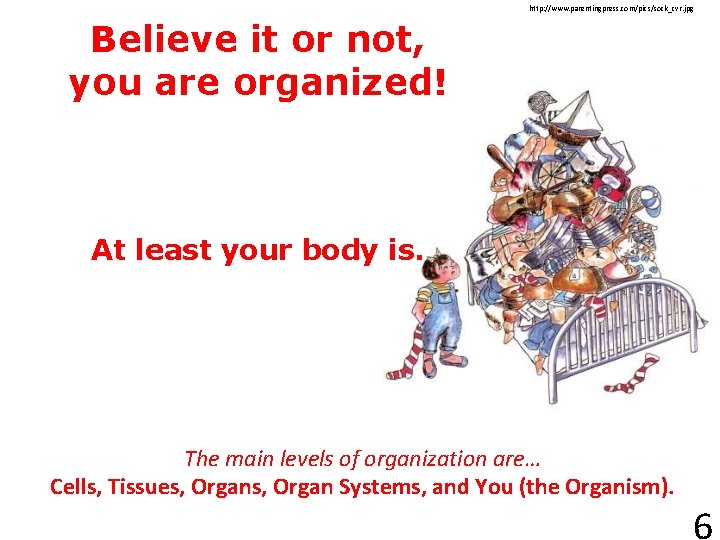 Body Blitz an overview of human body systems