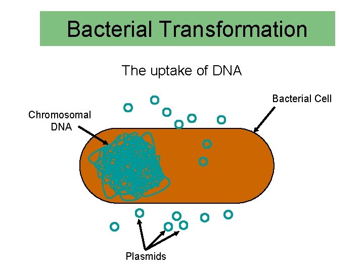 p GLO Transformation LAB AP LAB 6 ara