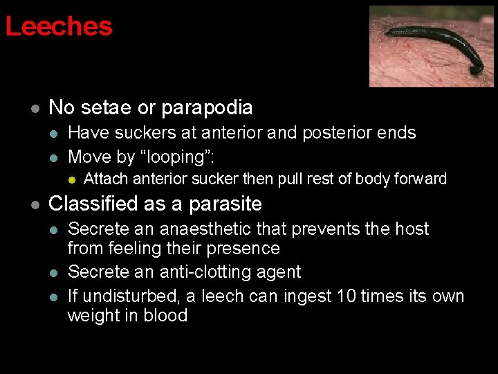 Phylum Annelida Latin for Little rings Segmented Worms