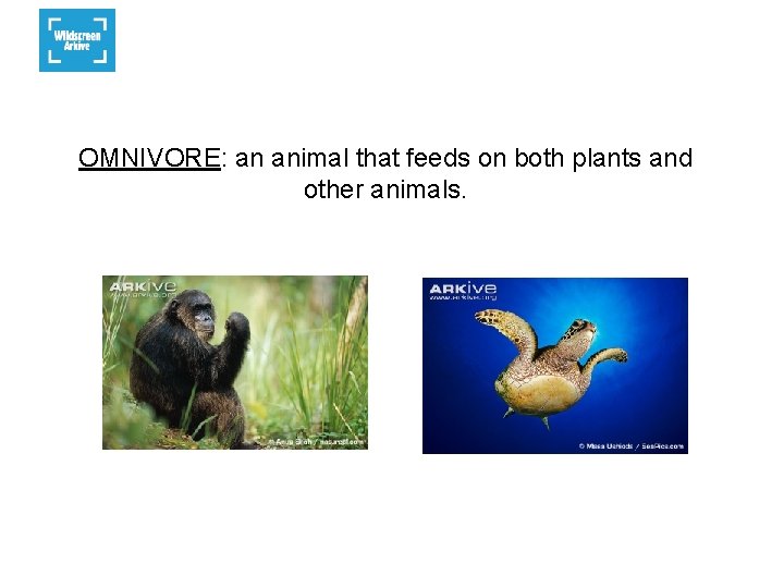 Web of Wildlife Food and food chains All
