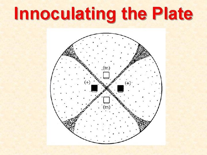 Sordaria Lab Lab 3 Mitosis Meiosis Exercise 3