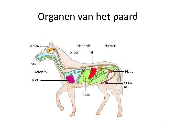 De bouw van het paard Interieur Schedel Oogkas