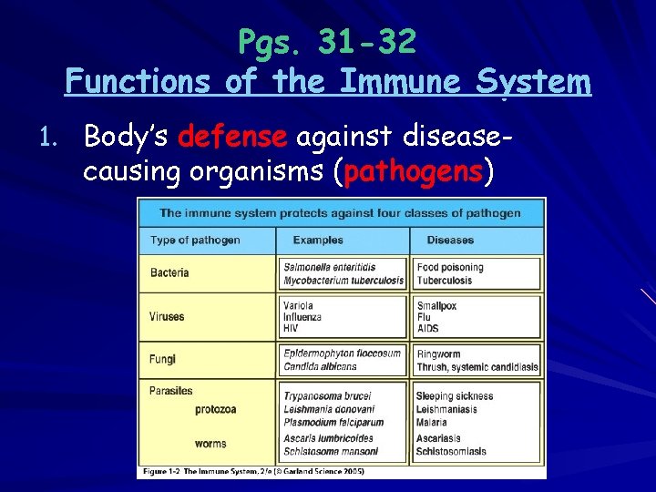 Pgs 31 32 Functions of the Immune System