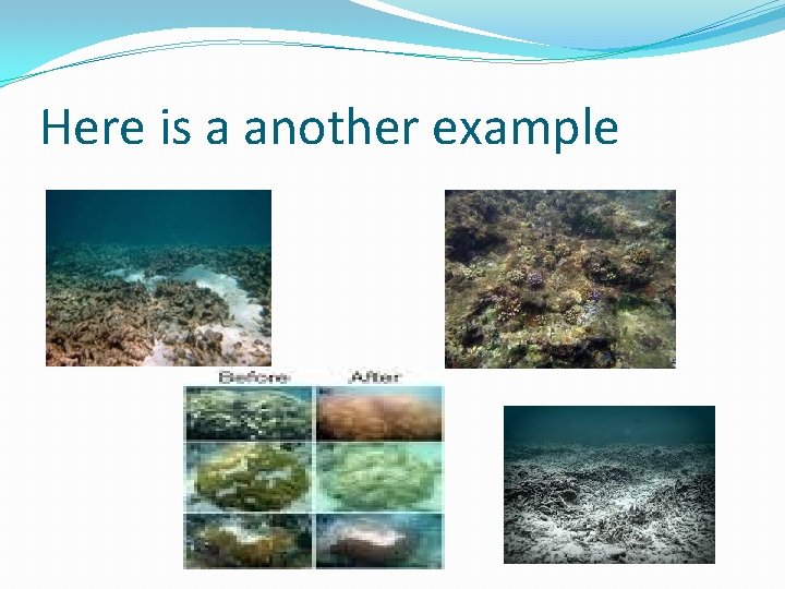 Coral Reefs By Jovana Dragovic How might carless