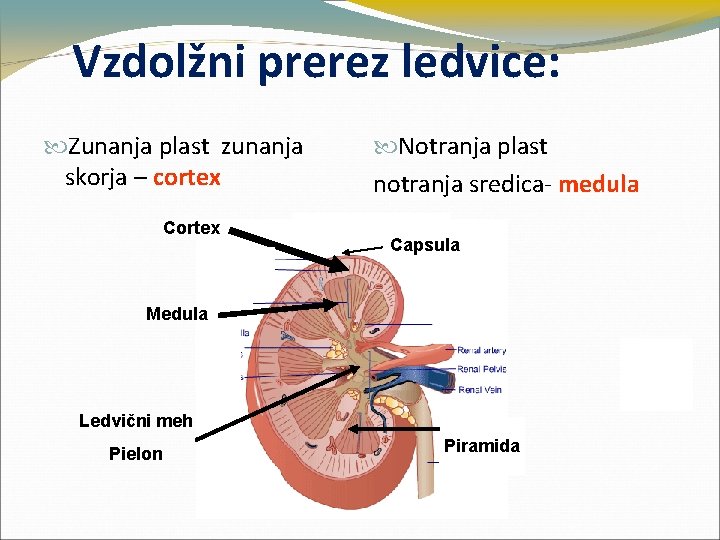 Sela uropoetski sistem So organski sistem ki proizvaja
