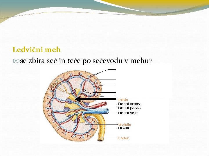Sela uropoetski sistem So organski sistem ki proizvaja